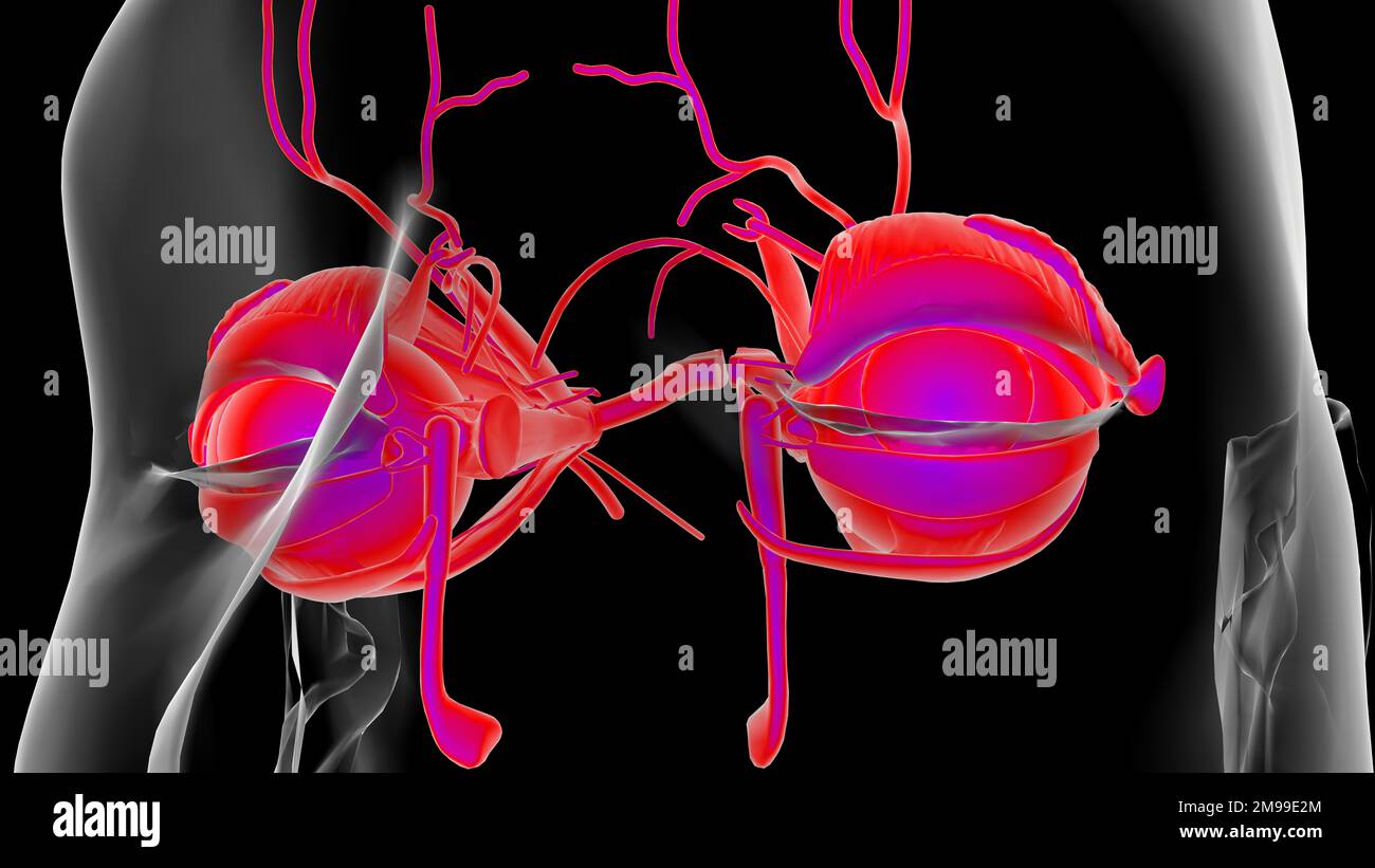 Human eye anatomy for medical concept 3D illustration Stock Photo - Alamy