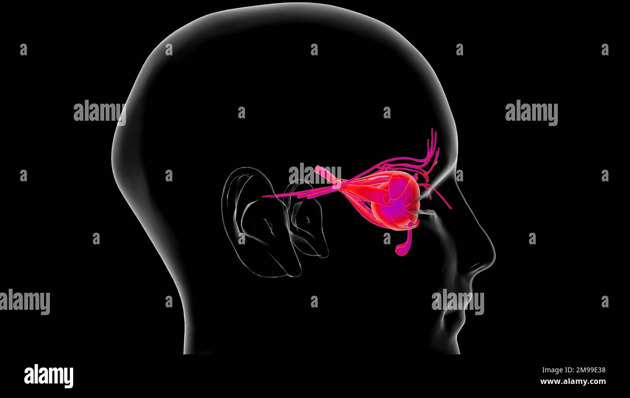 Human eye anatomy for medical concept 3D illustration Stock Photo - Alamy