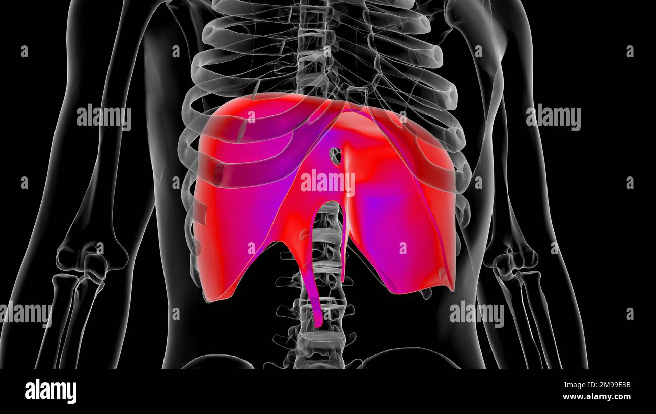 Human diaphragm anatomy for medical concept 3D illustration Stock Photo ...