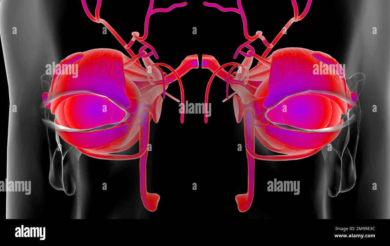 Human eye anatomy for medical concept 3D illustration Stock Photo - Alamy