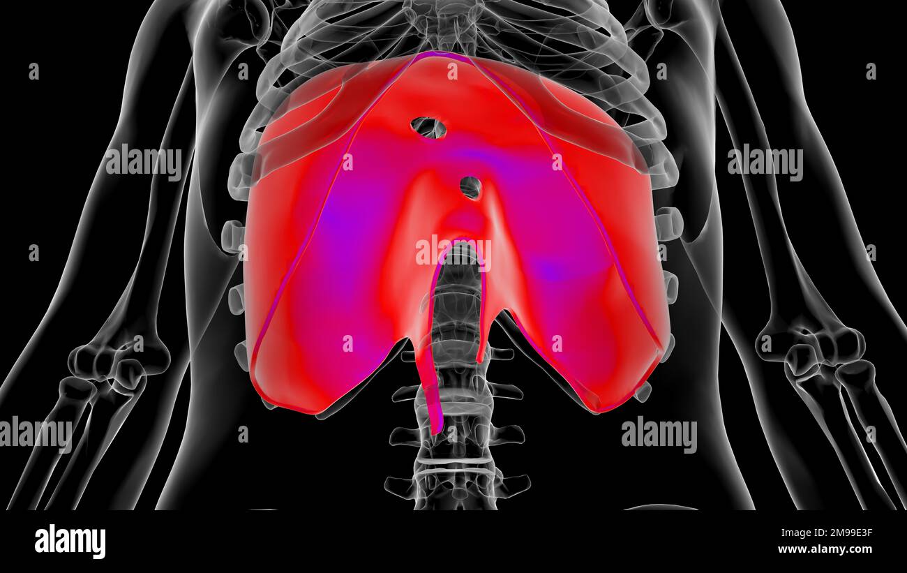 Human diaphragm anatomy for medical concept 3D illustration Stock Photo ...