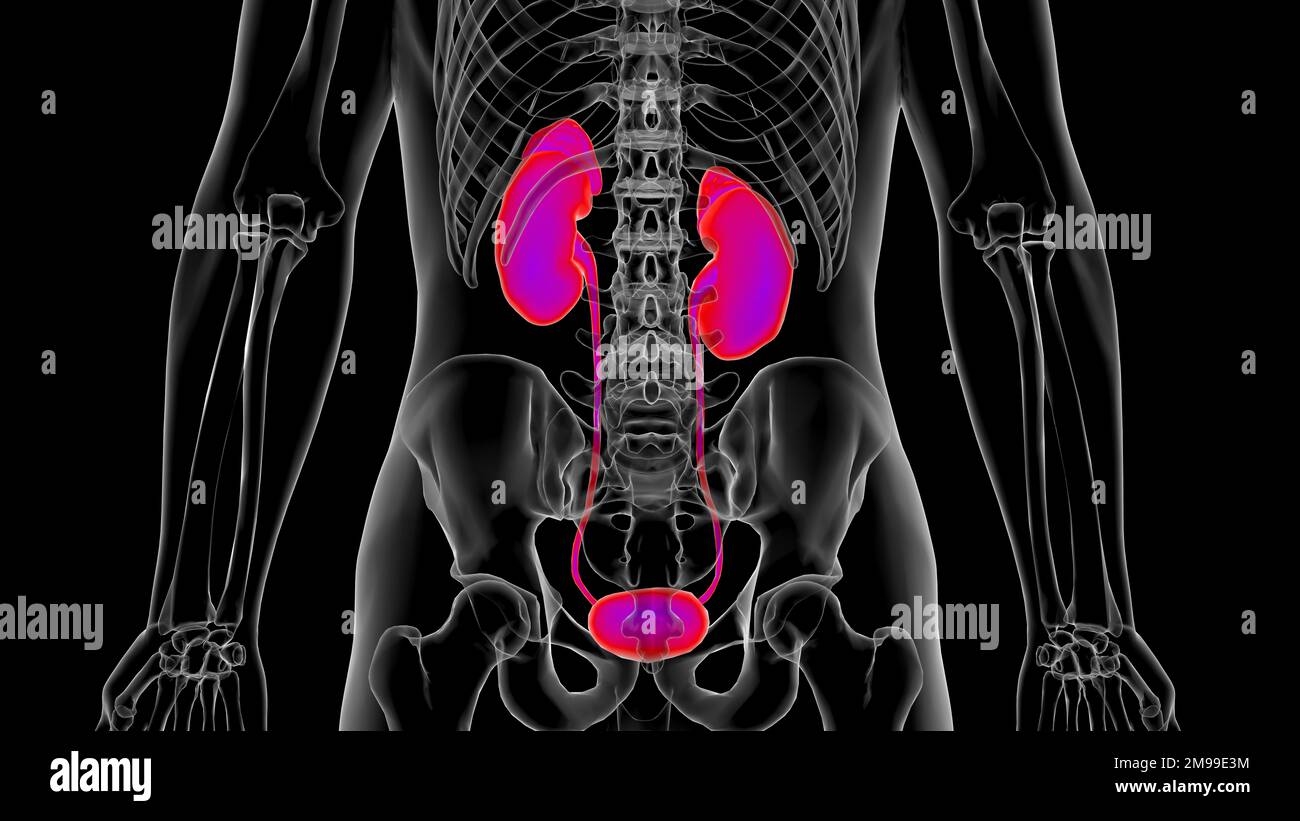 Human kidney anatomy for medical concept 3D illustration Stock Photo ...