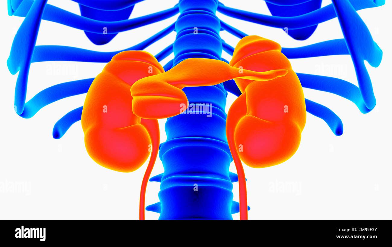 Human kidney anatomy for medical concept 3D illustration Stock Photo ...