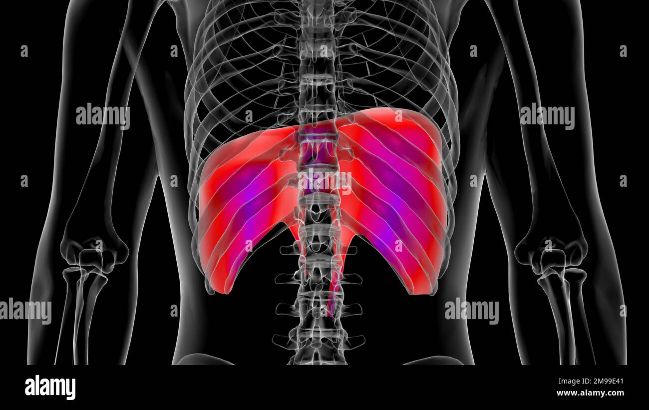 Human diaphragm anatomy for medical concept 3D illustration Stock Photo ...