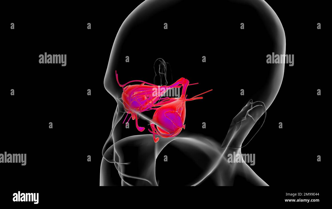 Human eye anatomy for medical concept 3D illustration Stock Photo - Alamy
