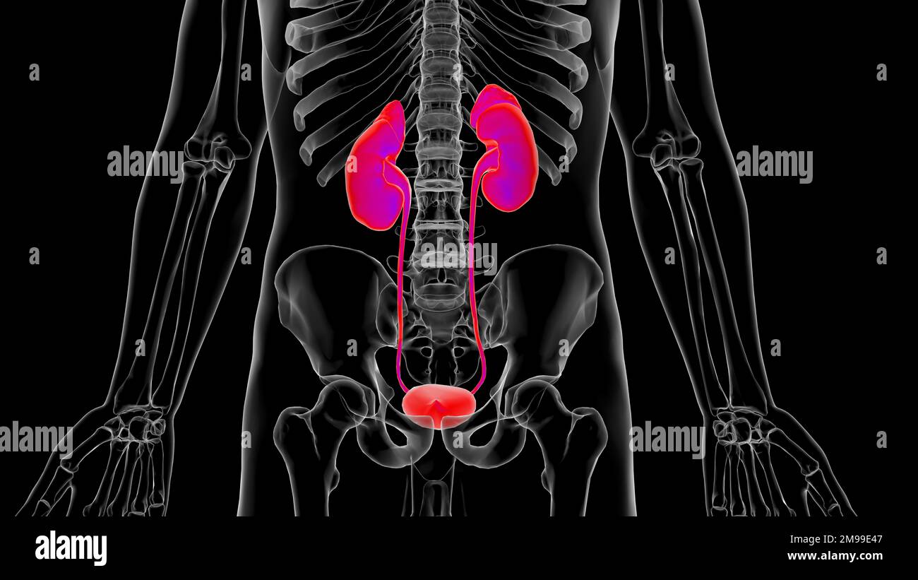 Human kidney anatomy for medical concept 3D illustration Stock Photo ...