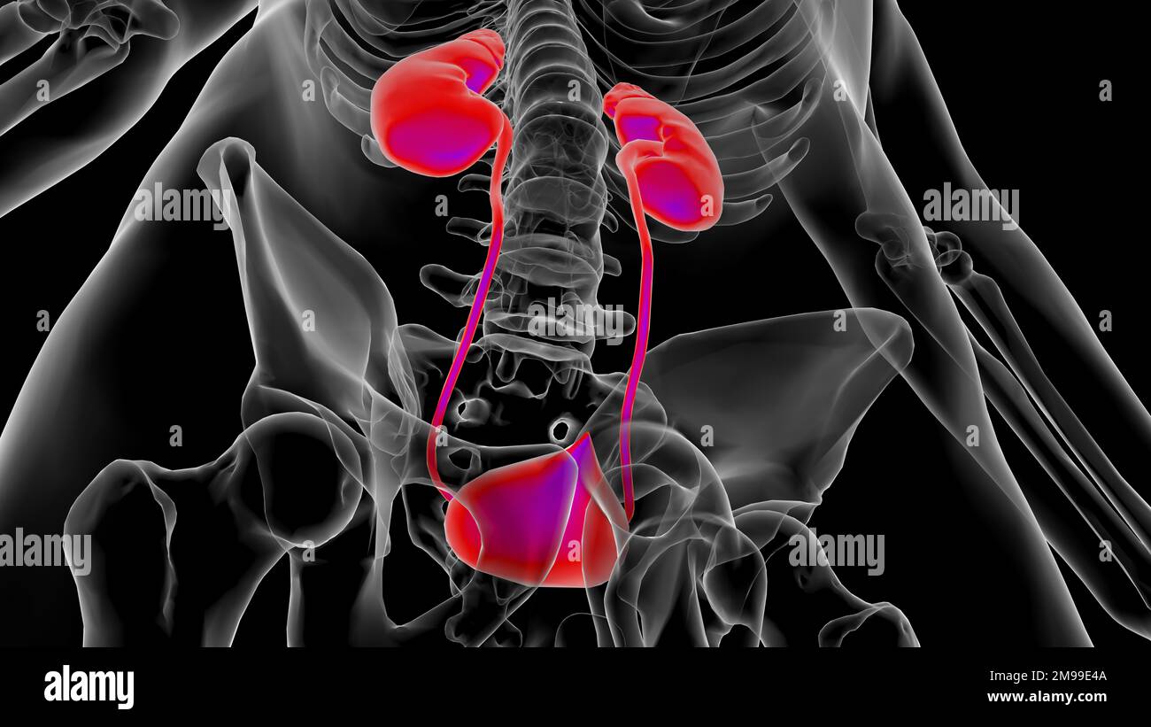 Human kidney anatomy for medical concept 3D illustration Stock Photo ...