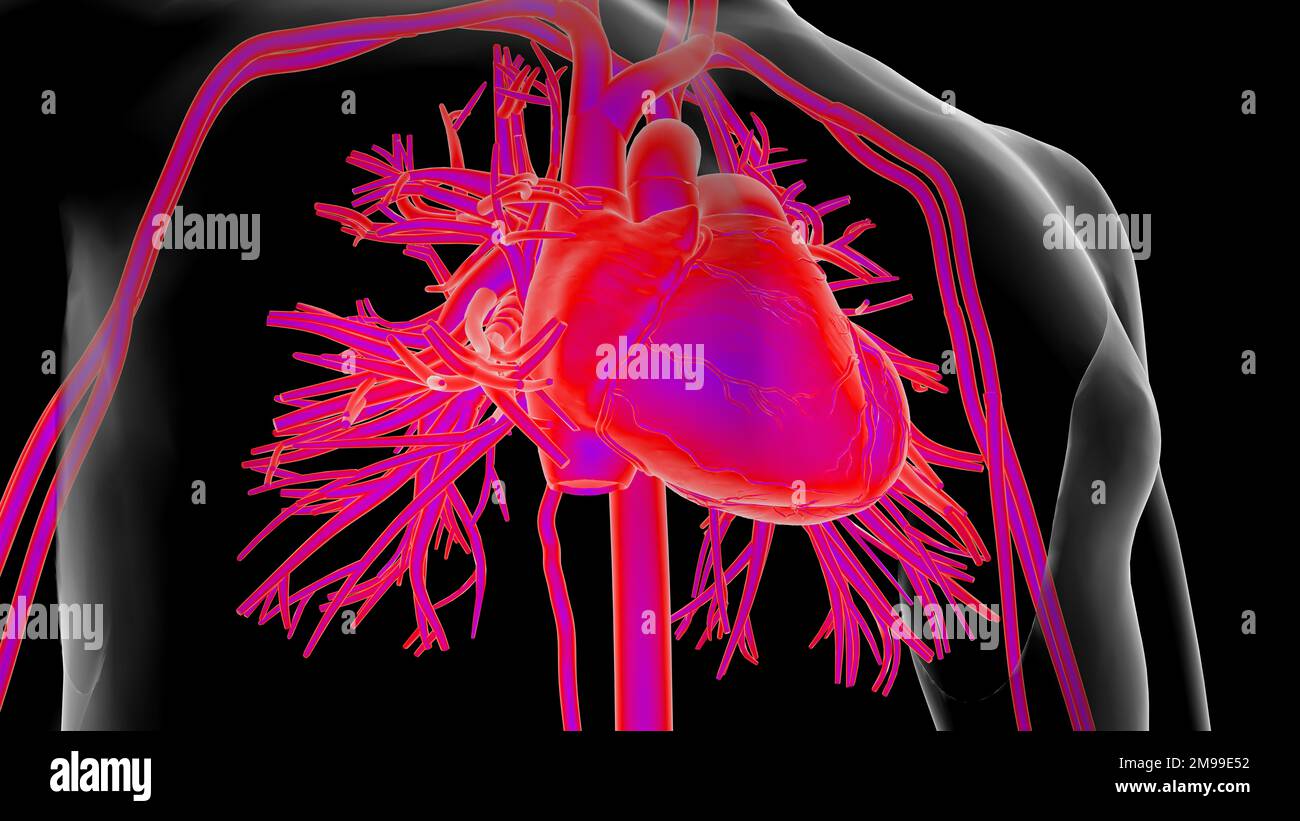 Human heart anatomy for medical concept 3D illustration Stock Photo - Alamy