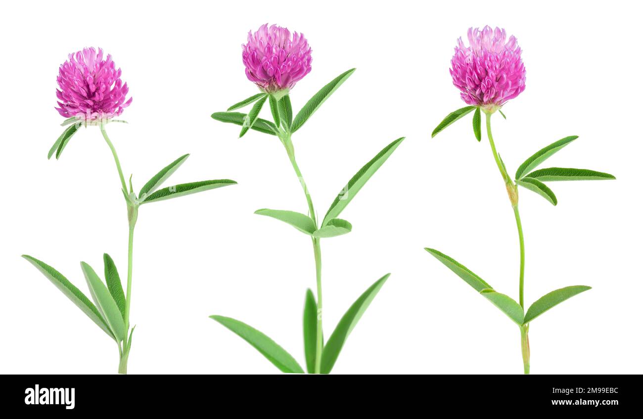 Clover or trefoil flower medicinal herbs isolated on white background ...