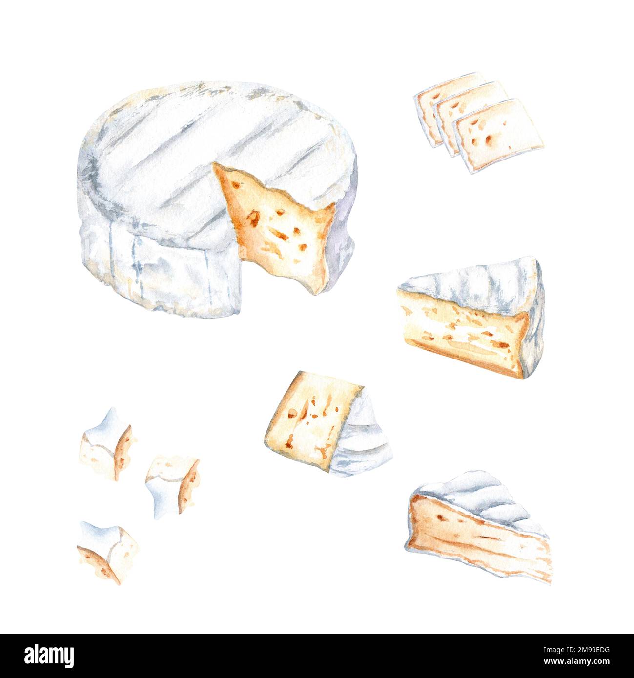 Brie, Camembert cheese set. Watercolor illustration isolated on white ...
