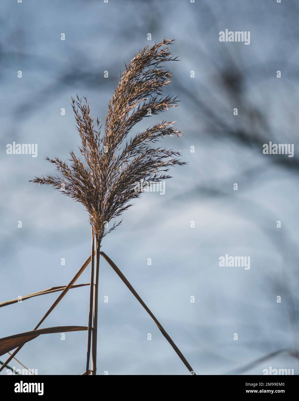 Panicle green background hi-res stock photography and images - Alamy