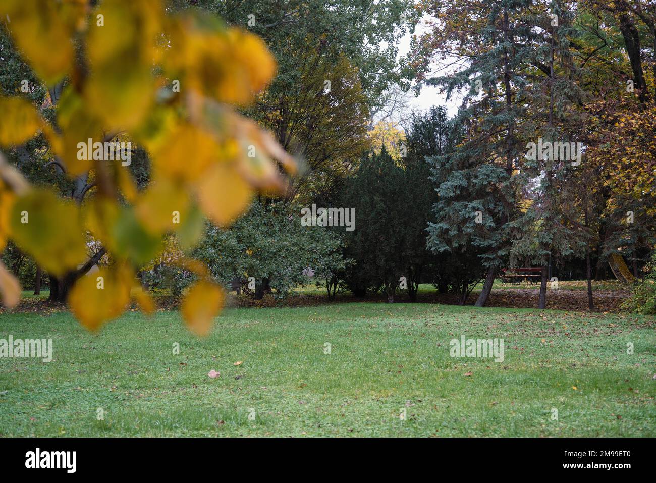 Autumn tree in the park with a blurry yellow tree in the foreground ...