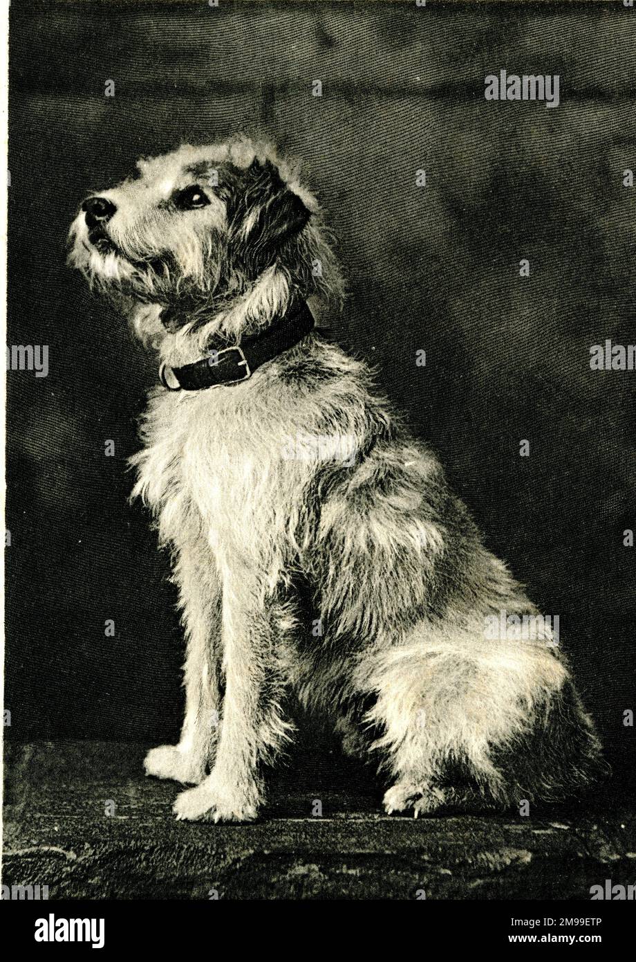 Caesar, Wire Fox Terrier, the favourite dog of King Edward VII Stock ...