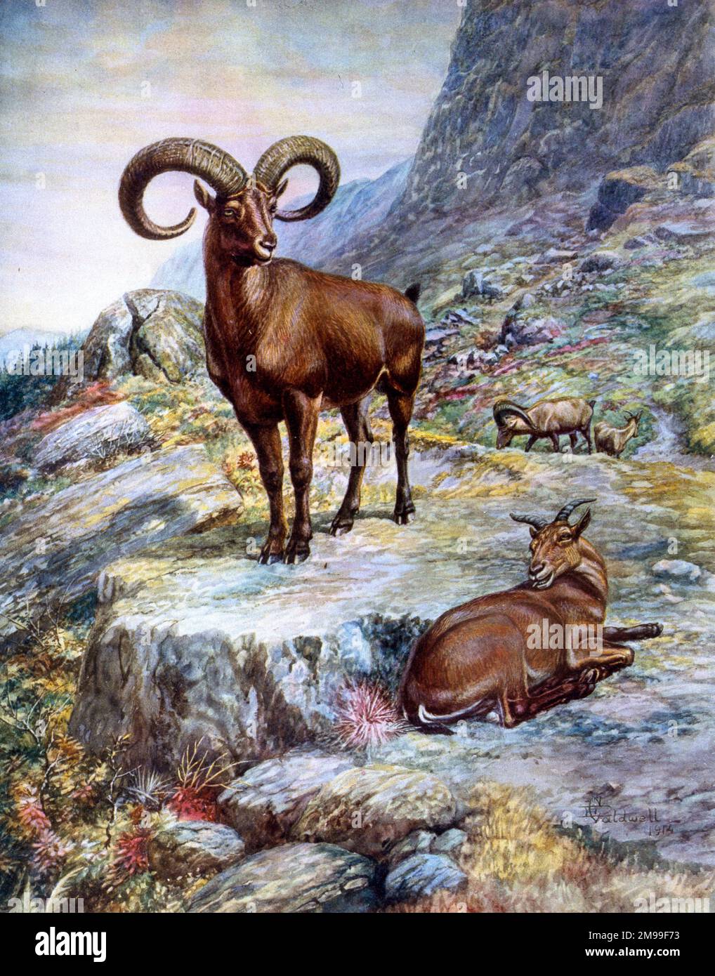 Mouflon ram and ewe, European wild sheep Stock Photo - Alamy