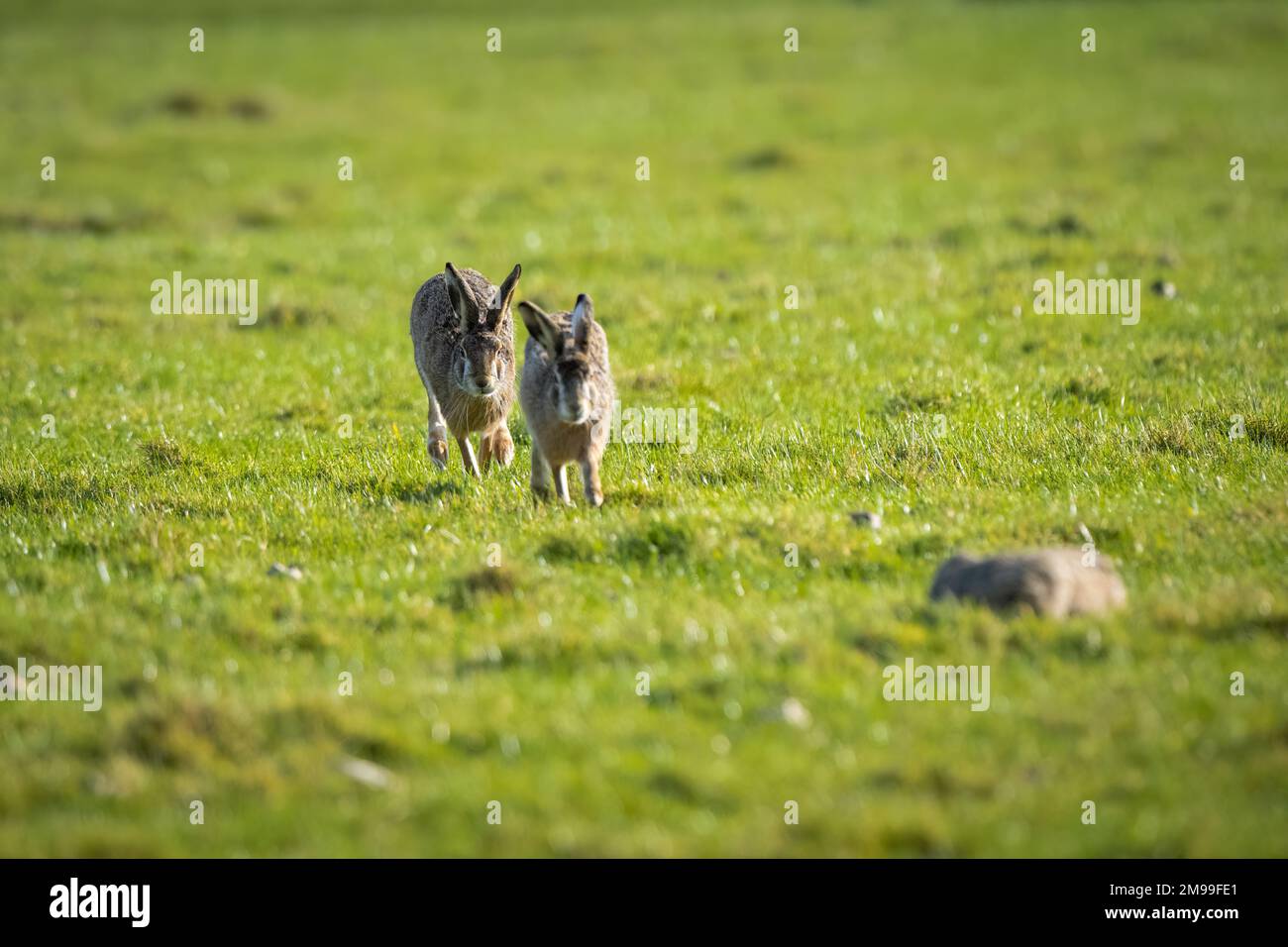 Two hare running hi-res stock photography and images - Alamy