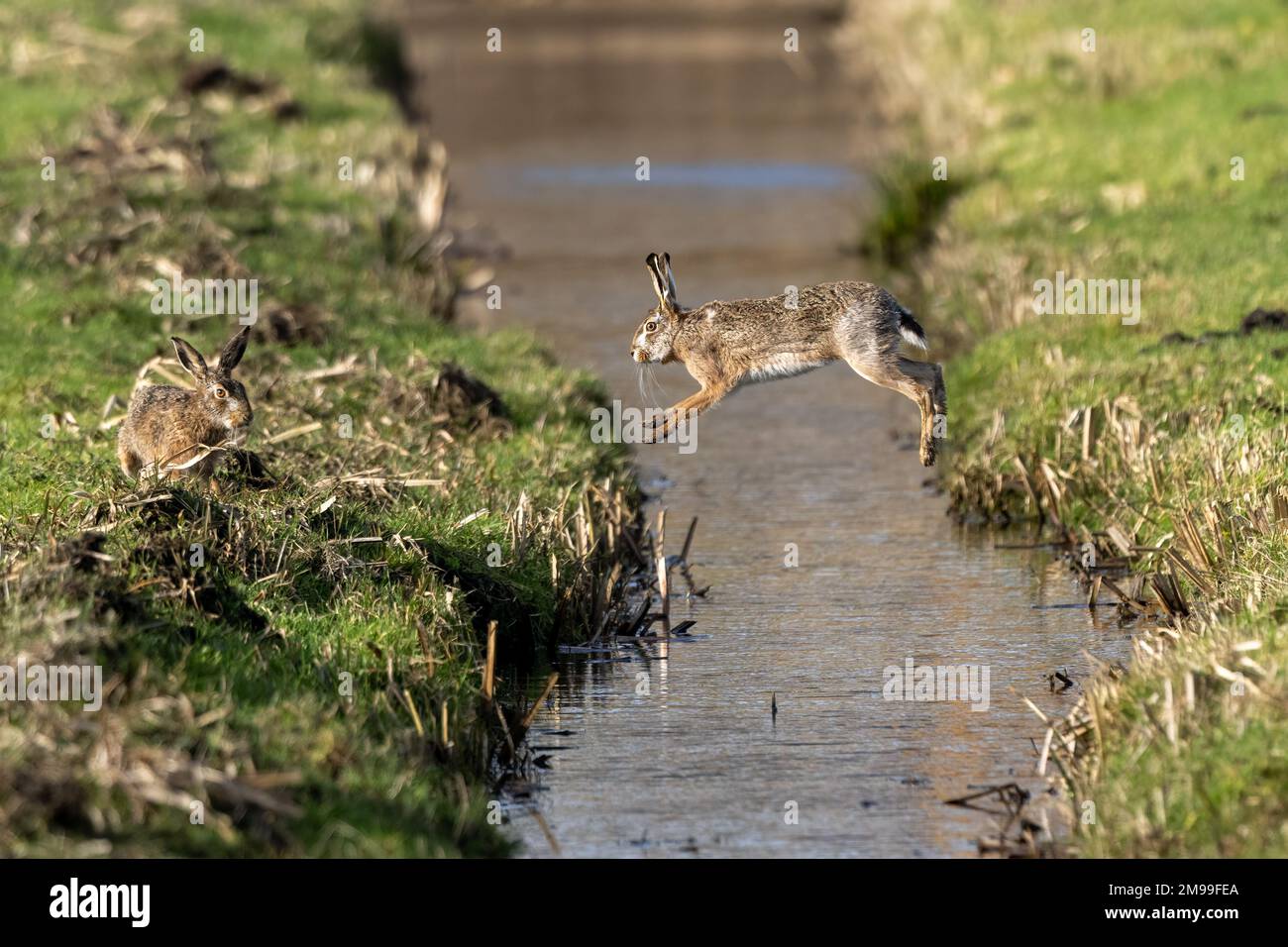 Running over a pond hi-res stock photography and images - Alamy