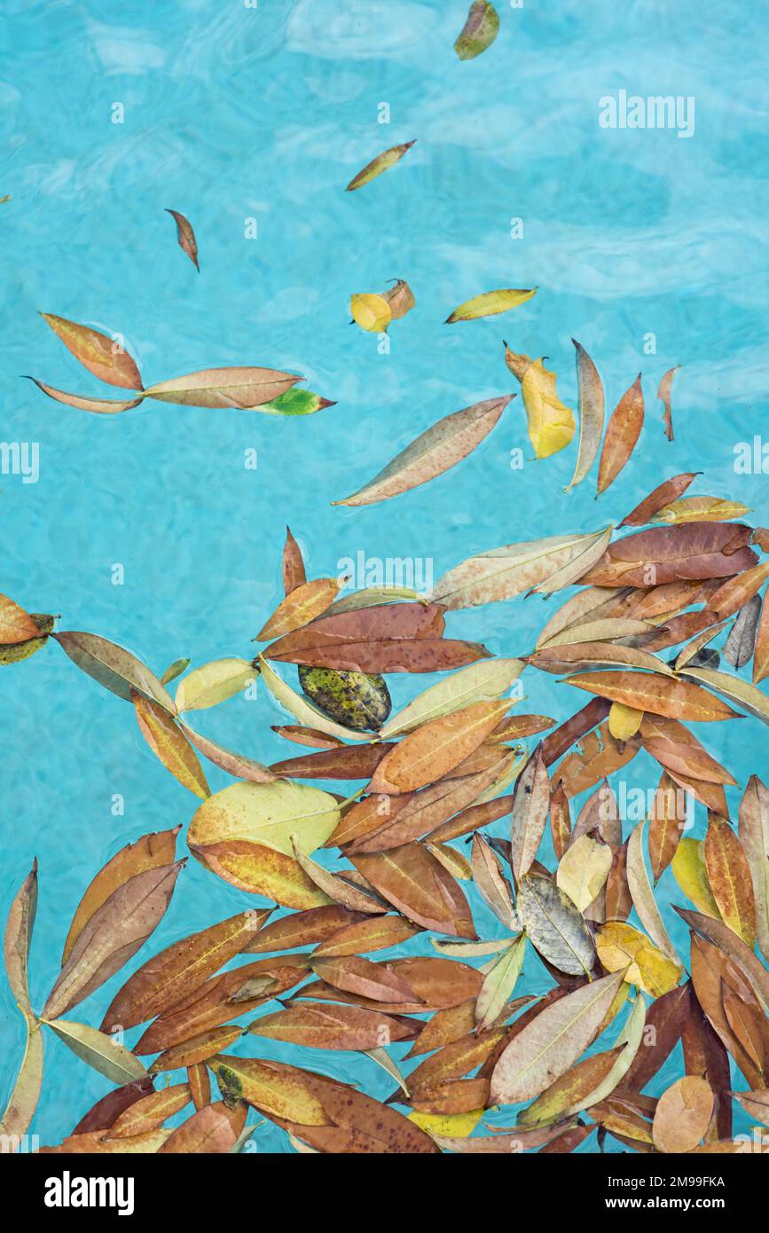 A group of dried leaves float on the clear water of a swimming pool ...