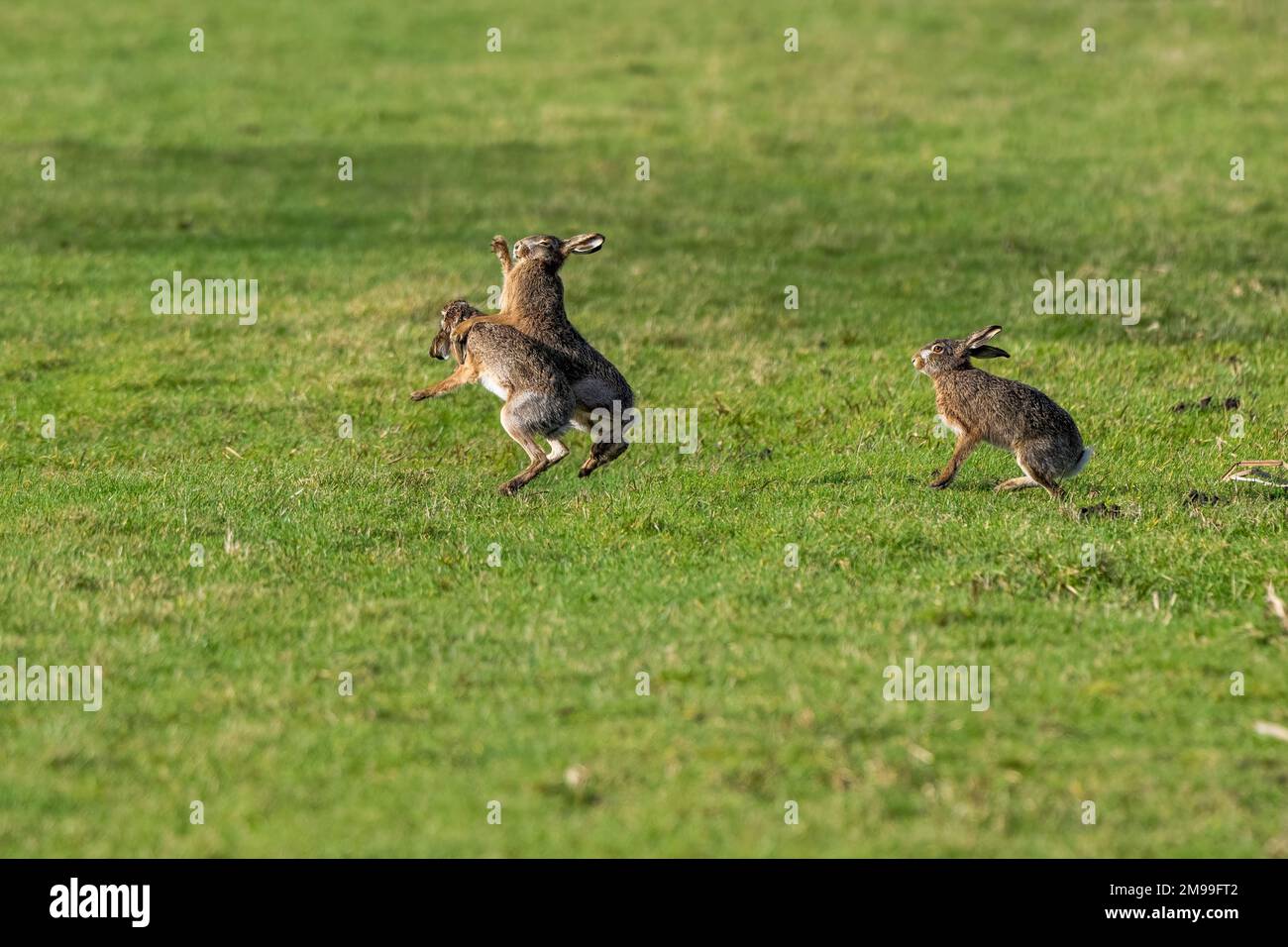 Three brown rabbits fighting on a green field Stock Photo - Alamy