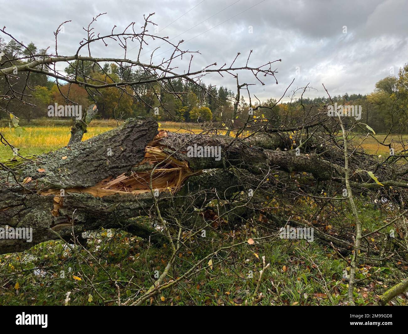 Broken branch from a tree hi-res stock photography and images - Alamy
