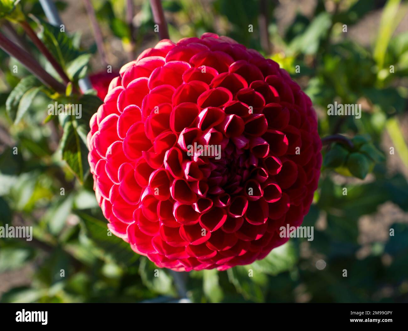 Red Dahlia Flower Stock Photo - Alamy