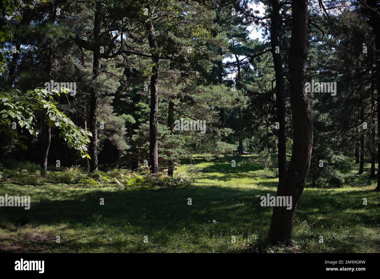 Small clearing hi-res stock photography and images - Alamy