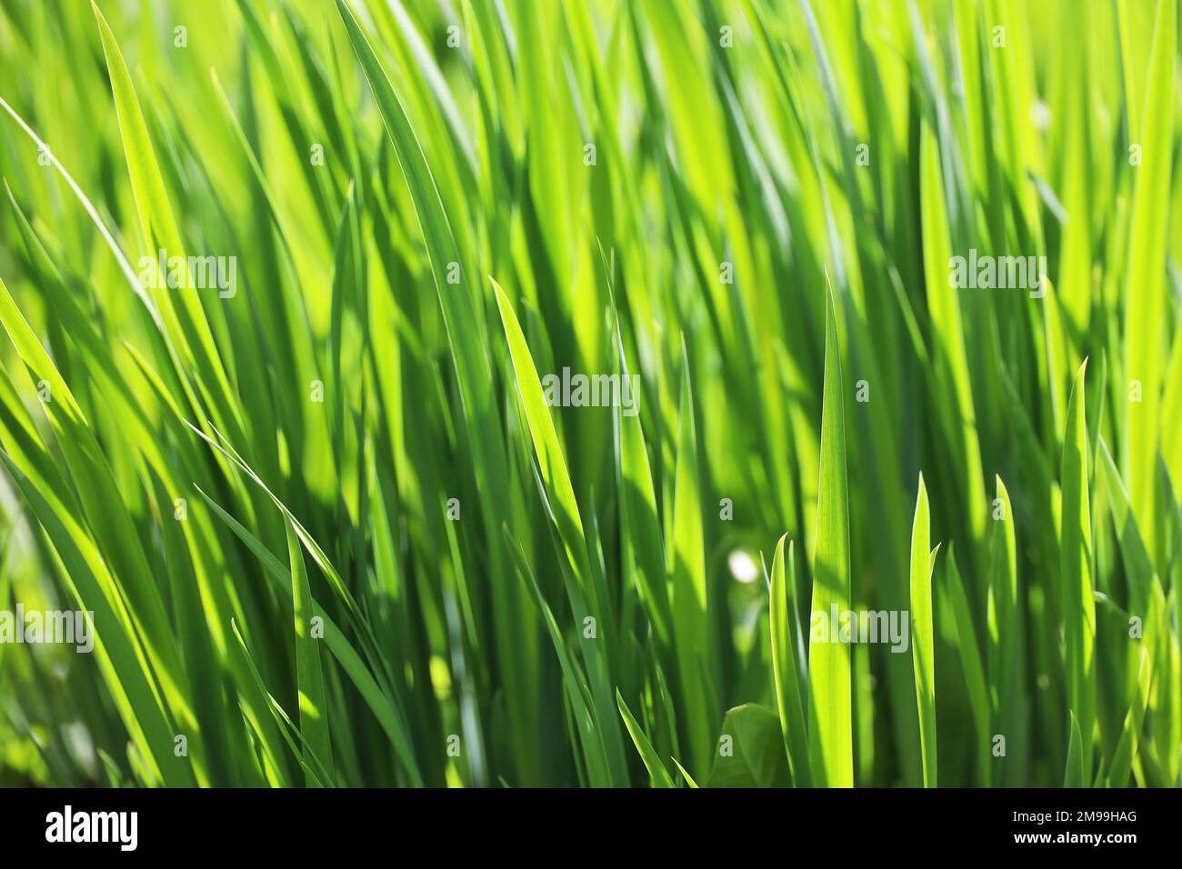 Vibrant green texture hi-res stock photography and images - Alamy
