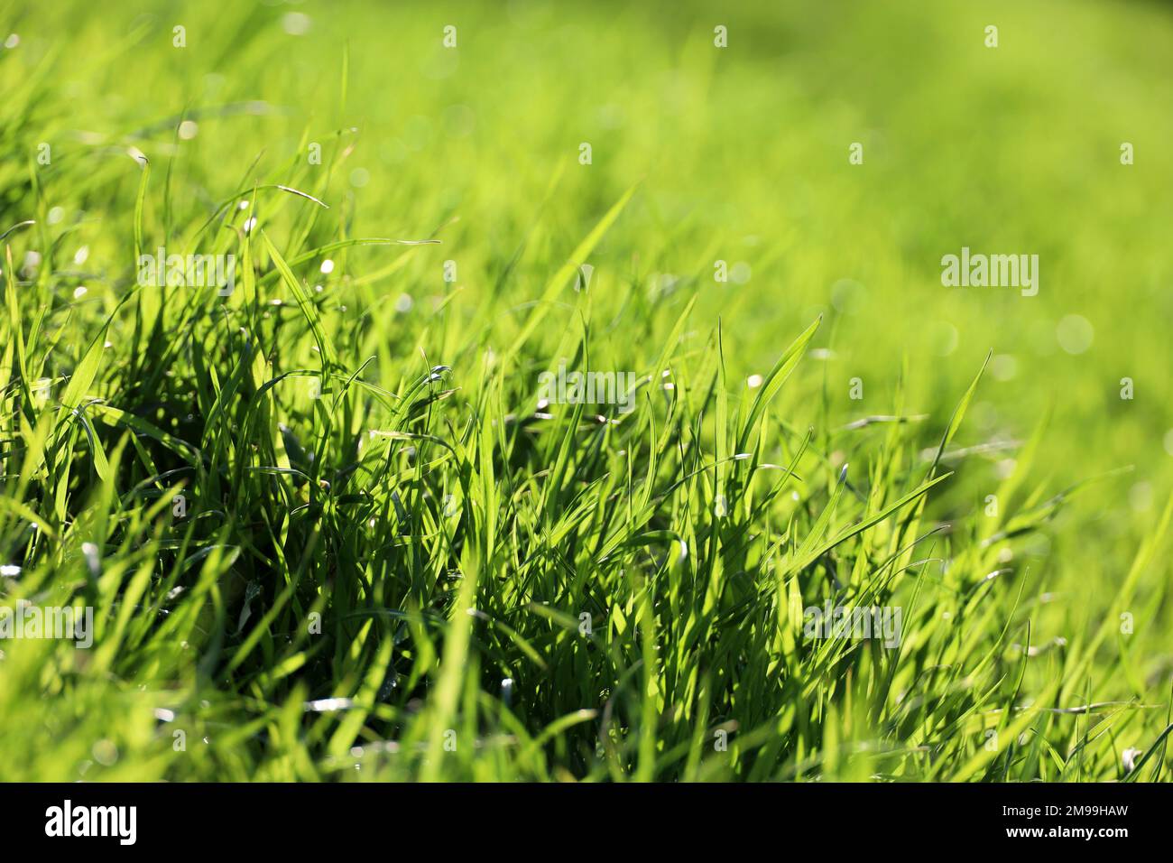 Vibrant green texture hi-res stock photography and images - Alamy