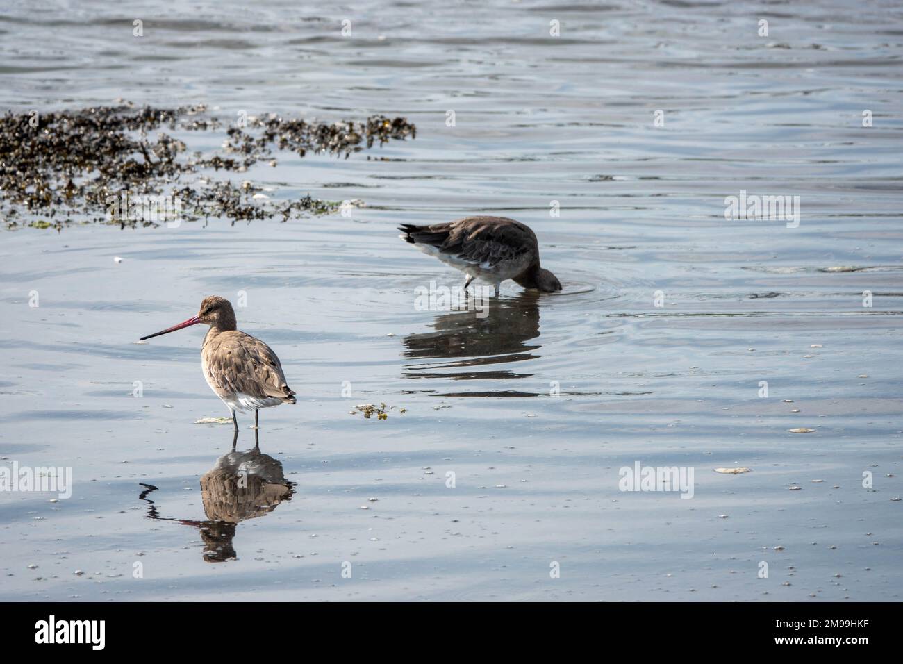 Black tailed godwit in the sea hi-res stock photography and images - Alamy
