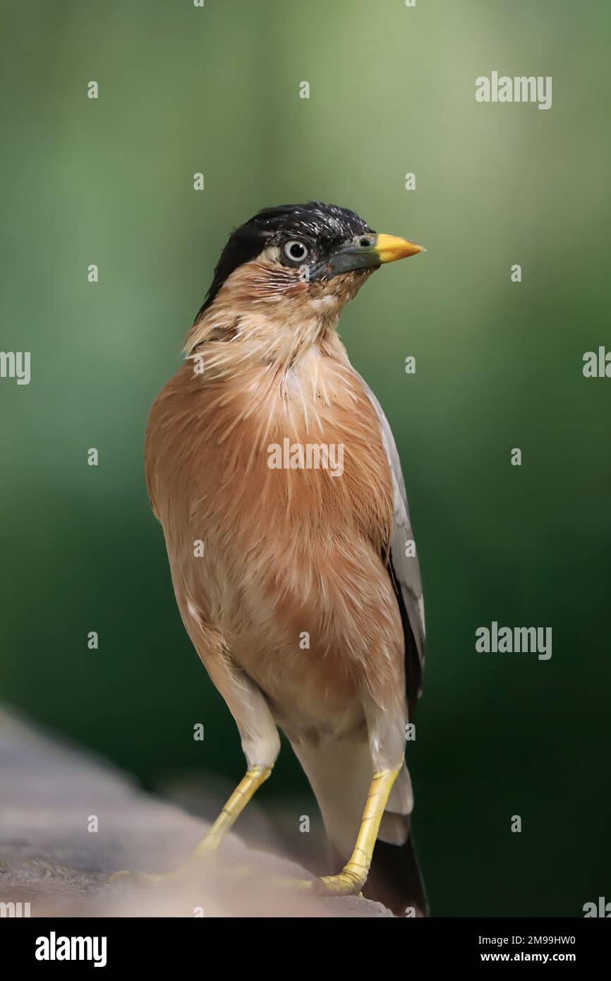 A vertical of the beautiful Brahminy starling (Sturnia pagodarum ...