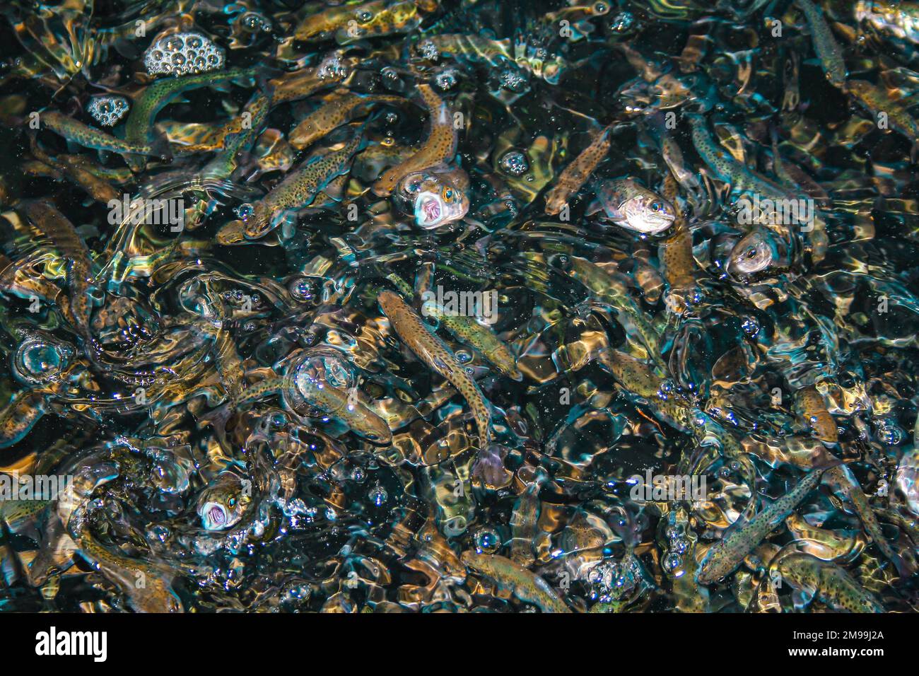A group of small fish swimming in a small water pond in the clear ...
