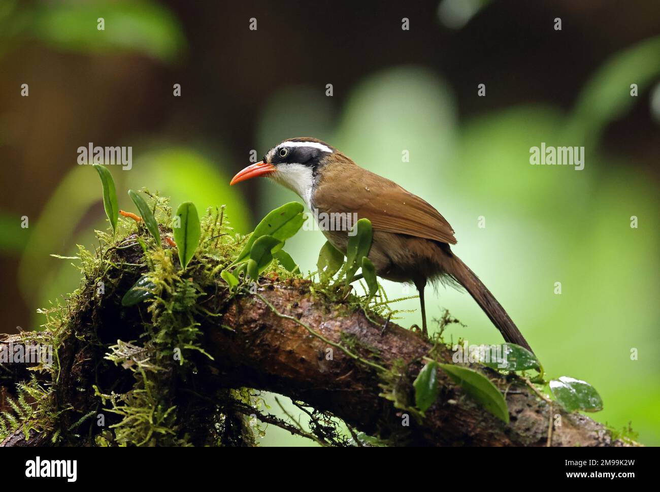 Brown crowned scimitar babbler hi-res stock photography and images - Alamy