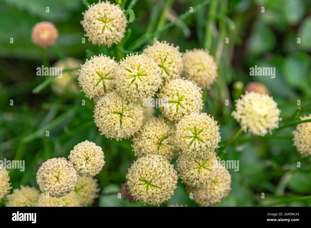 Santolina rosmarinifolia santolina hi-res stock photography and images ...