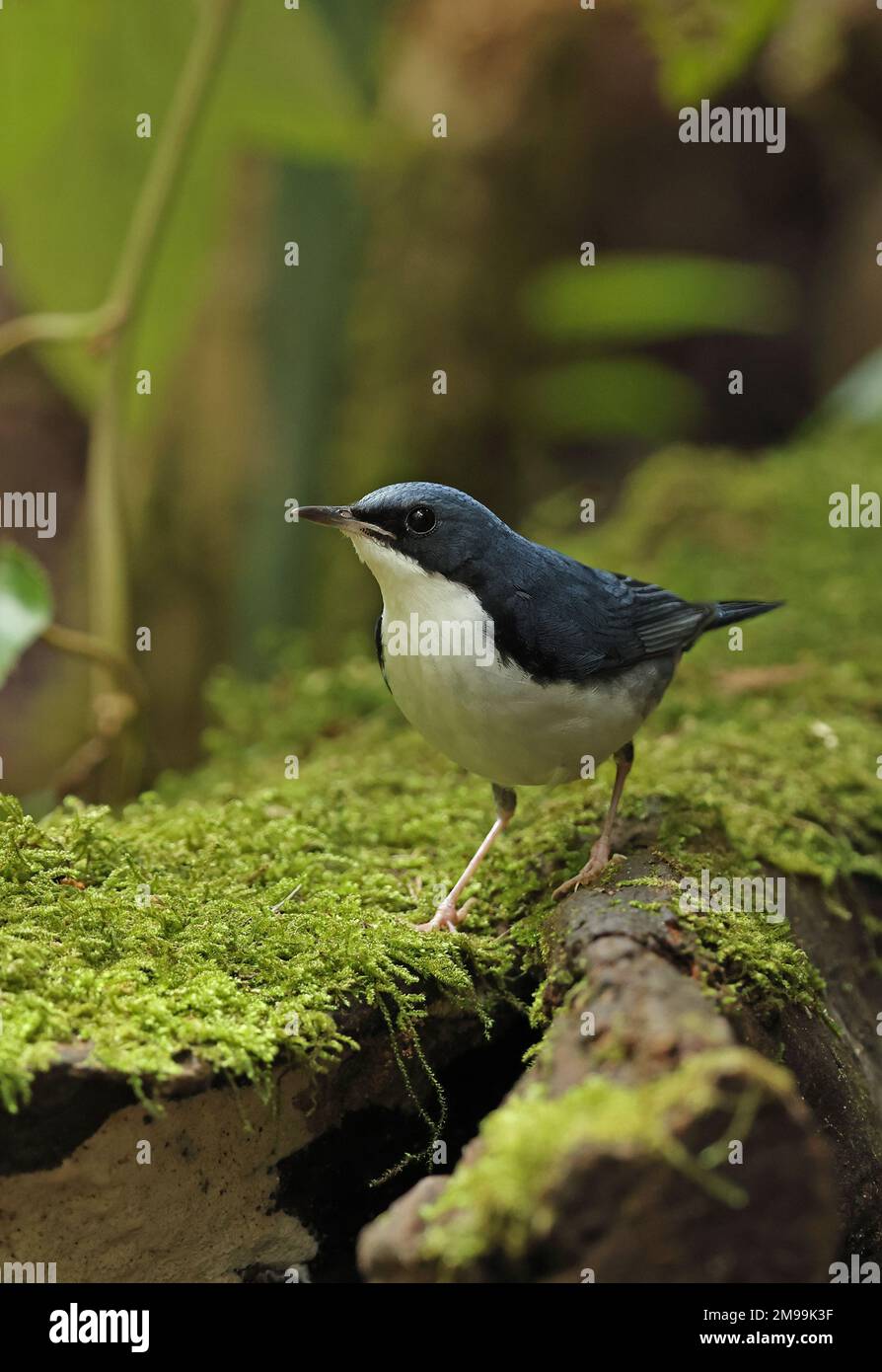 Siberian Blue Robin (Larvivora cyane) adult male standing on mossy log ...