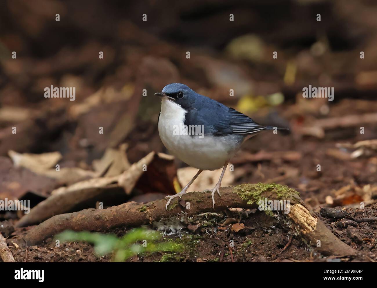 Siberian Blue Robin (Larvivora cyane) adult male standing on fallen ...