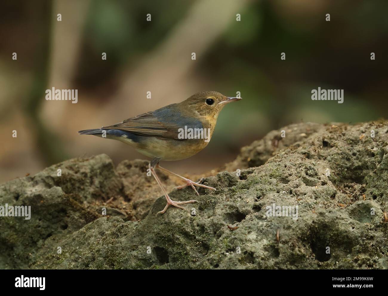 Siberian Blue Robin (Larvivora cyane) immature male standing on a rock ...