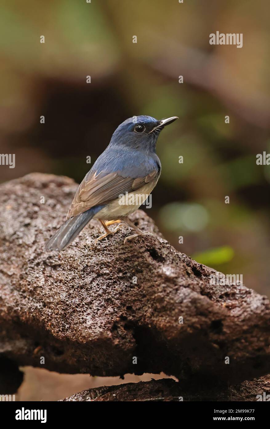 Siberian Blue Robin (Larvivora cyane) immature male standing on log Cat ...