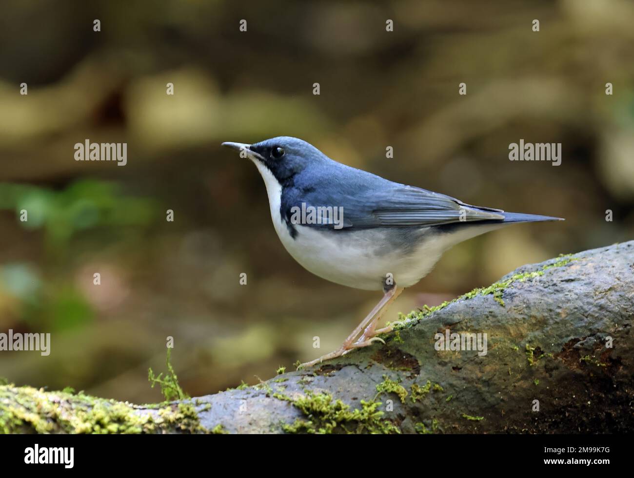 Siberian Blue Robin (Larvivora cyane) adult male perched on a mossy log ...
