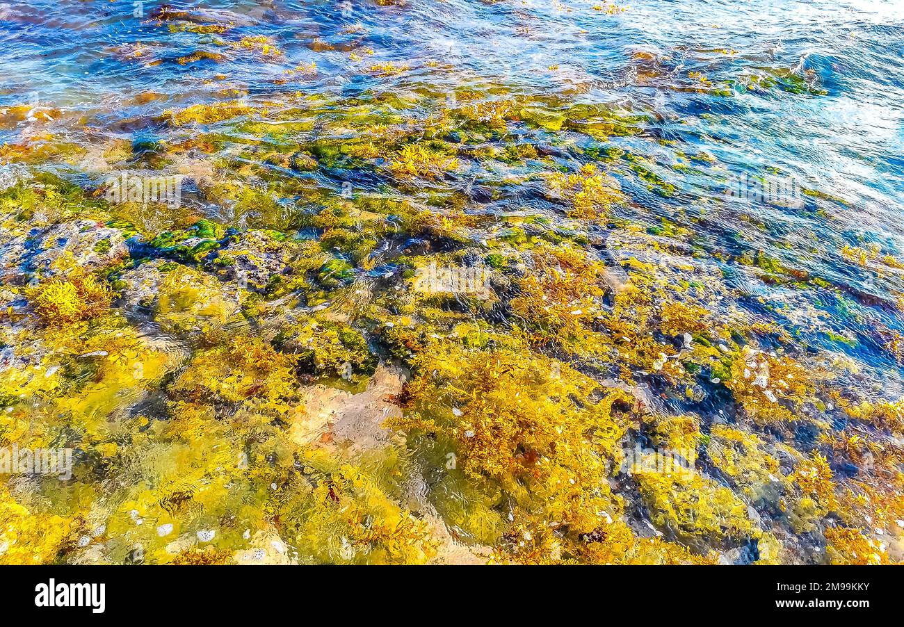 Stones rocks and corals in turquoise green and blue water on the beach ...