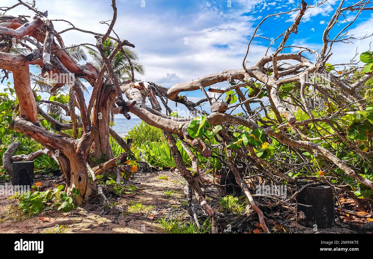 Nature walking path in tropical natural jungle forest palm trees at the ...