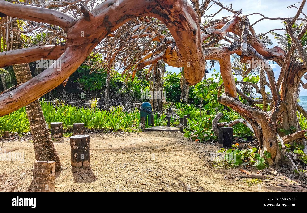 Nature walking path in tropical natural jungle forest palm trees at the ...