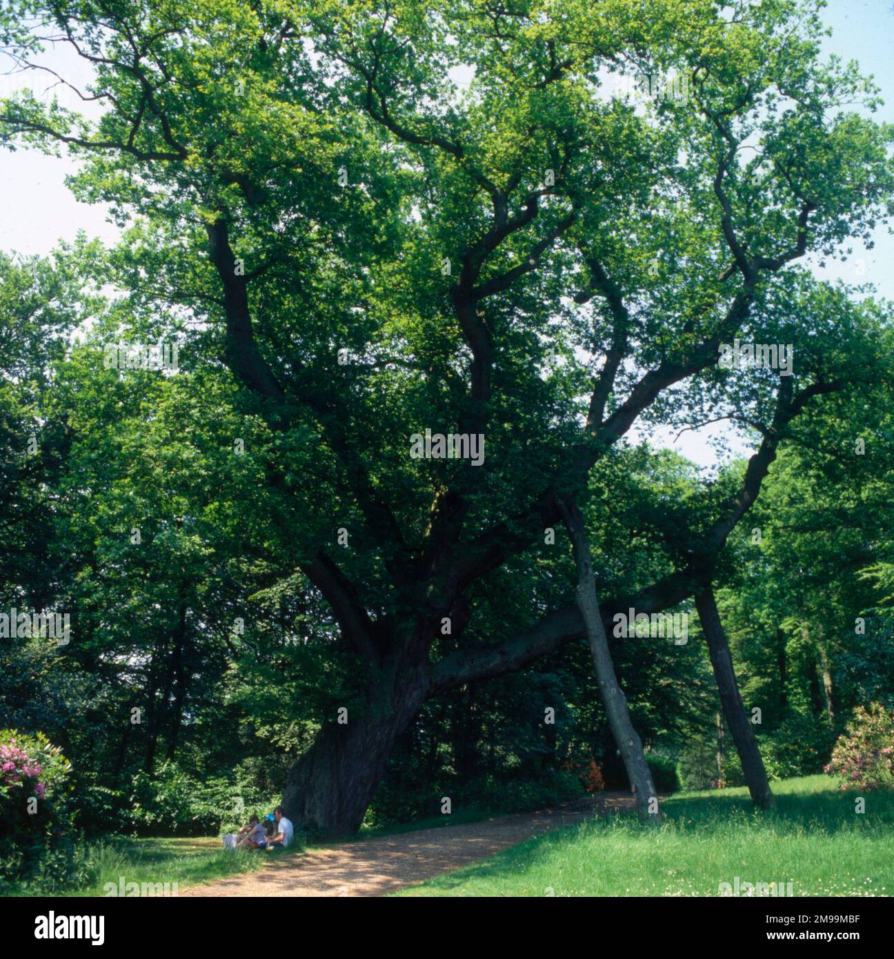 Cannings Oak, Cliveden, Bucks Stock Photo - Alamy