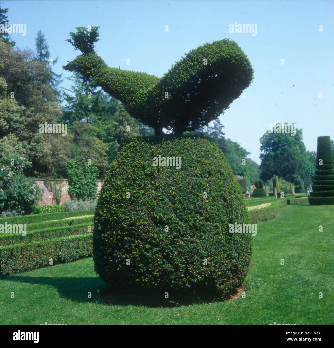 Cliveden, Bucks - Peacock Topiary in the Gardens Stock Photo - Alamy