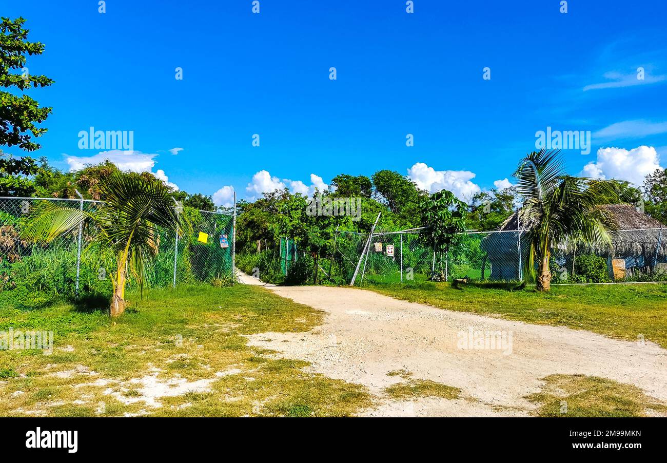 Entrance and path of tropical mexican beach 88 between natural huts in ...