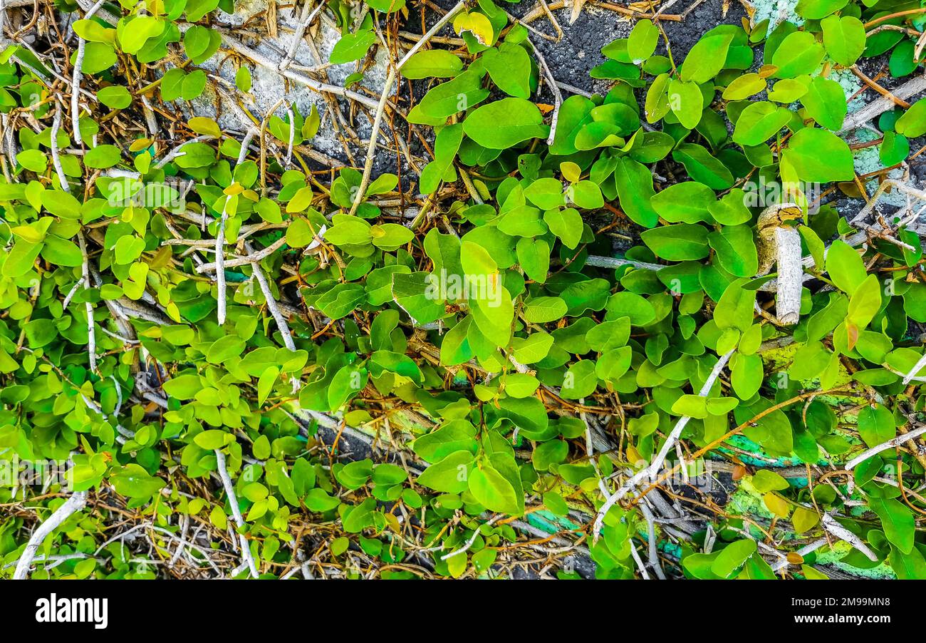 Wall completely full of tropical climbing plants in Playa del Carmen ...