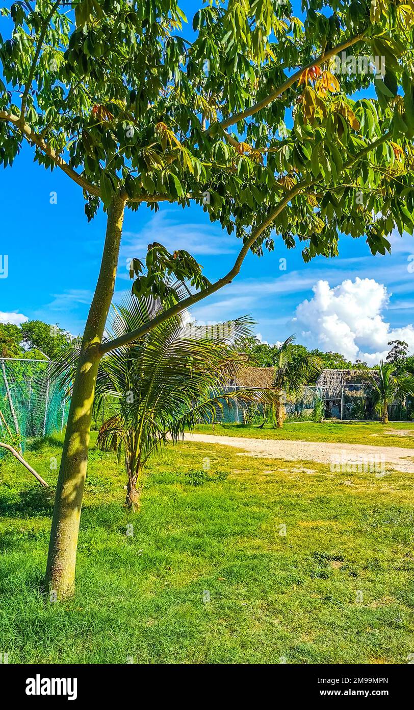 Entrance and path of tropical mexican beach 88 between natural huts in ...