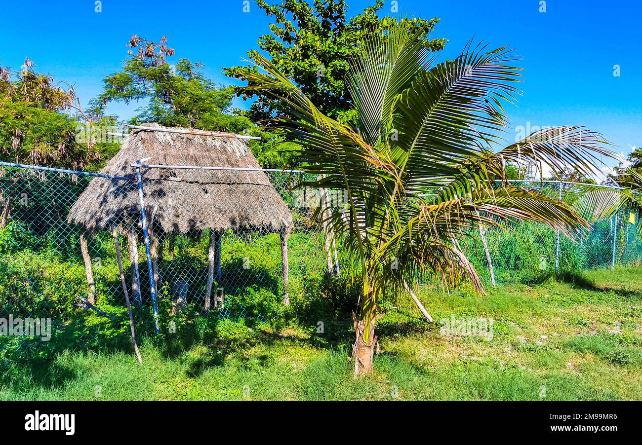 Entrance and path of tropical mexican beach 88 between natural huts in ...