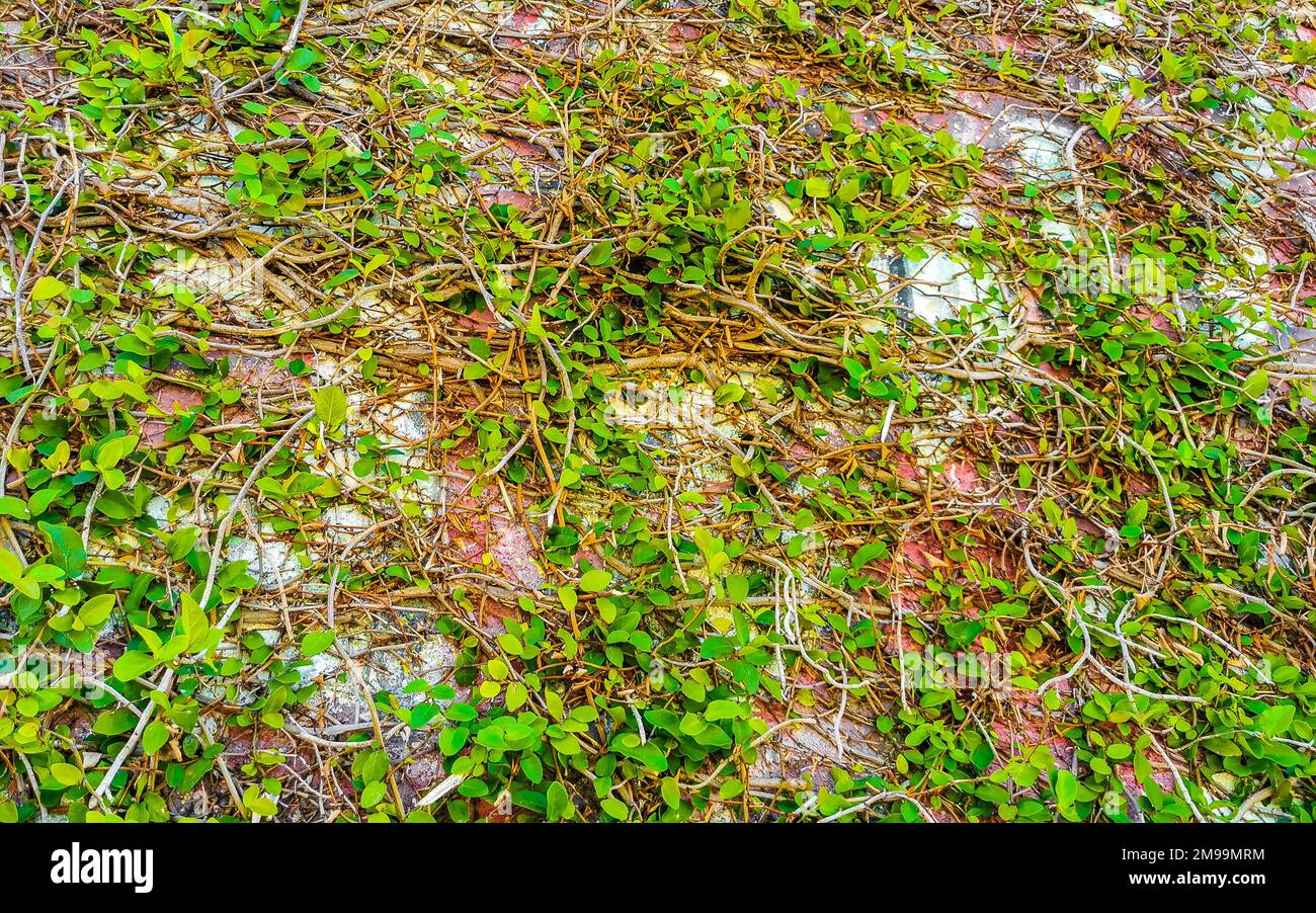 Wall completely full of tropical climbing plants in Playa del Carmen ...