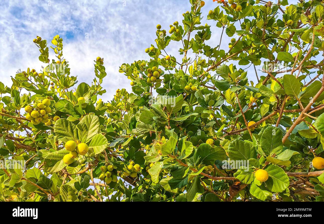 Kou Cordia subcordata flowering tree with orange flowers beach cordia ...
