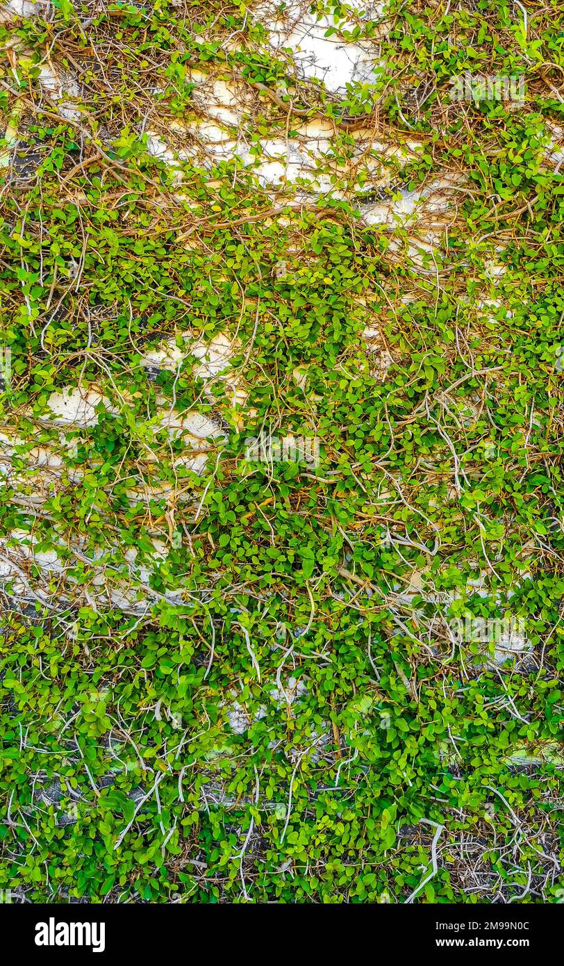 Wall completely full of tropical climbing plants in Playa del Carmen ...