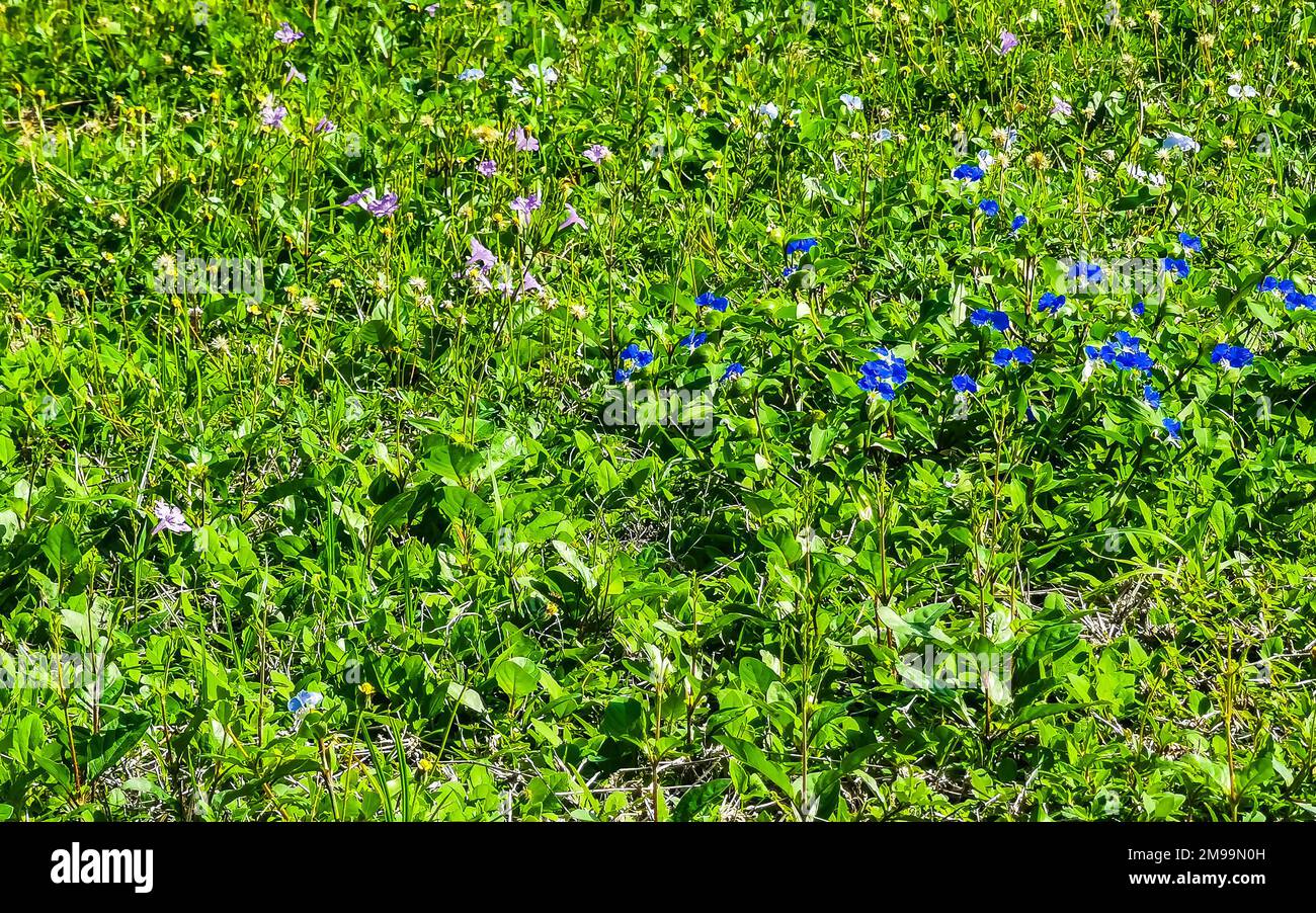 Blue small flowers in green tropical lawn in Tulum Quintana Roo Mexico ...